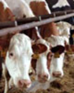 U.S. Scientist Invents Groundbreaking Mad Cow Disease Test But The USDA ...