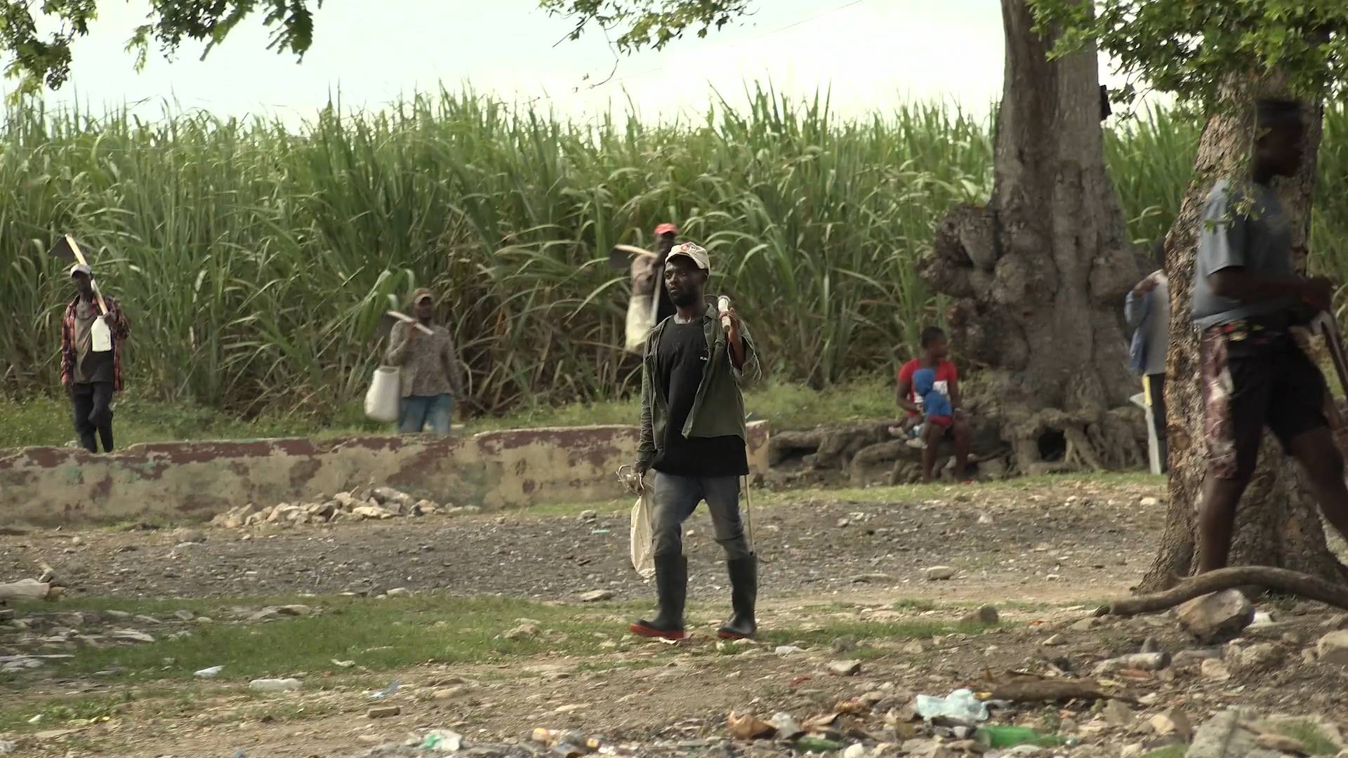 “Modern Form of Slavery”: Haitians at Dominican Sugar Plantations Work ...