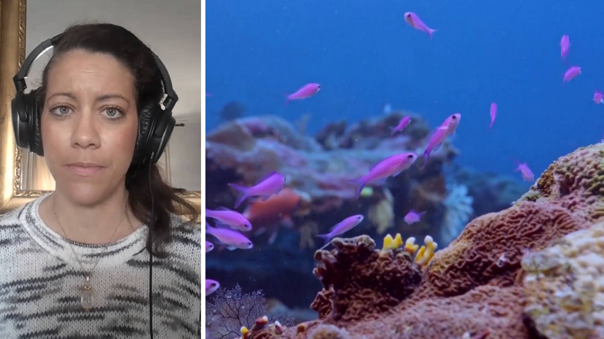 “Hopeful”: Historic U.N. High Seas Treaty Will Protect 30% of World’s ...